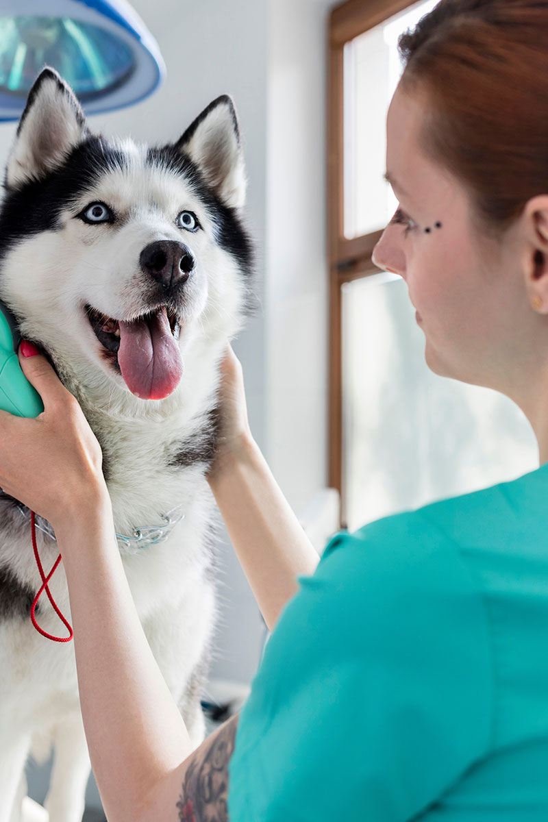 Quality Mobile Pet Grooming